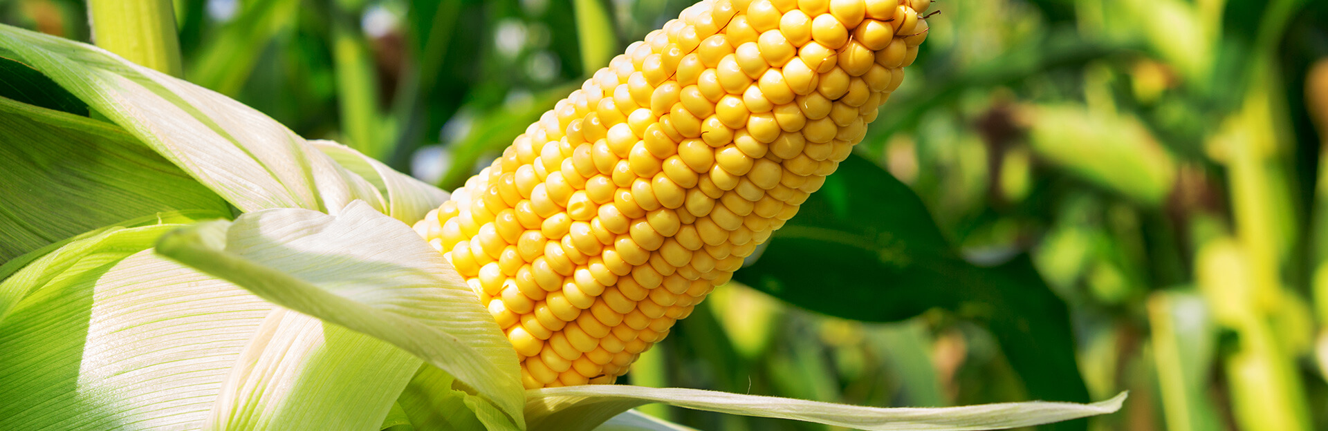 Milho | Agro Xingú Corretora De Grãos